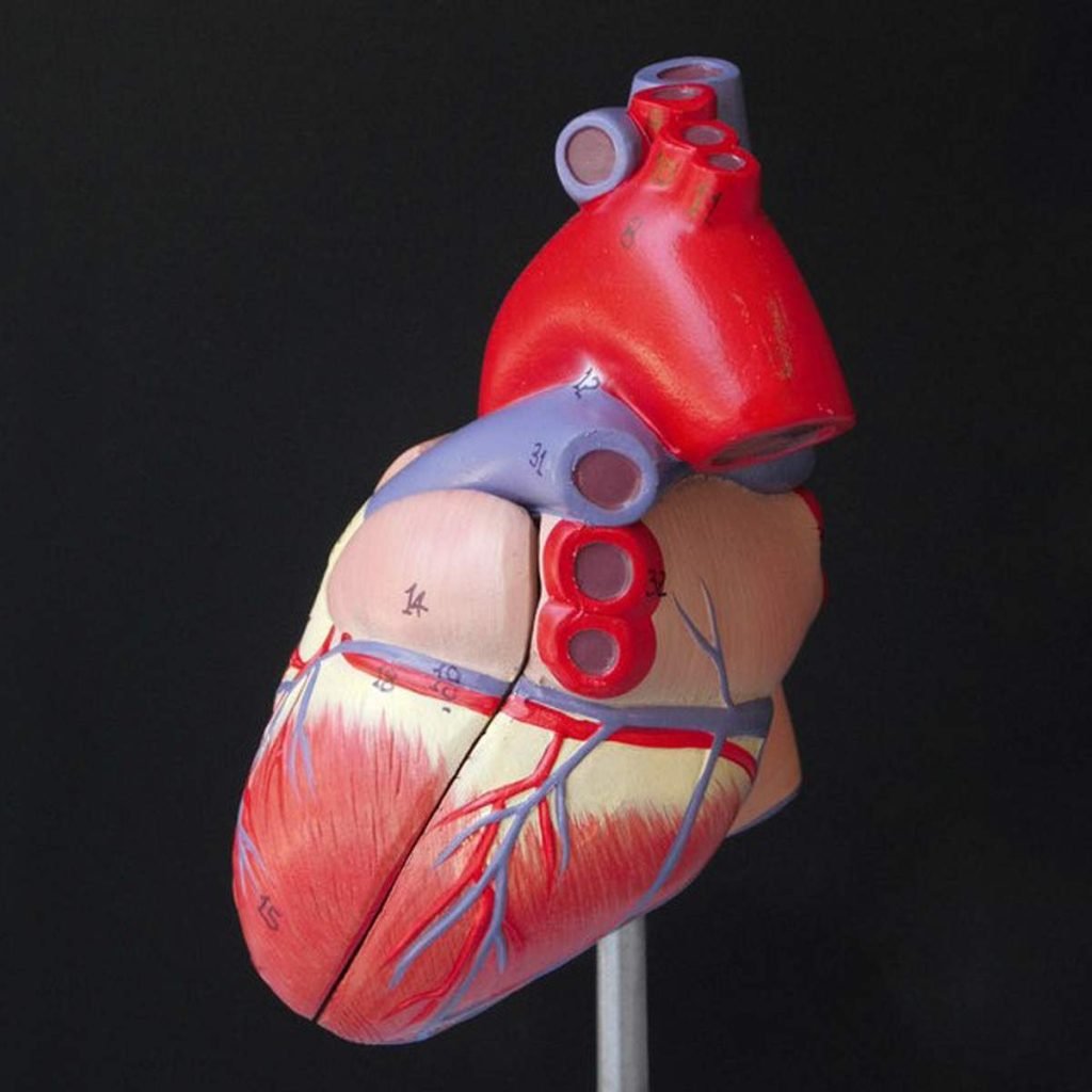 Anatomical Human Heart Model With Stand For Medical Science Education ...